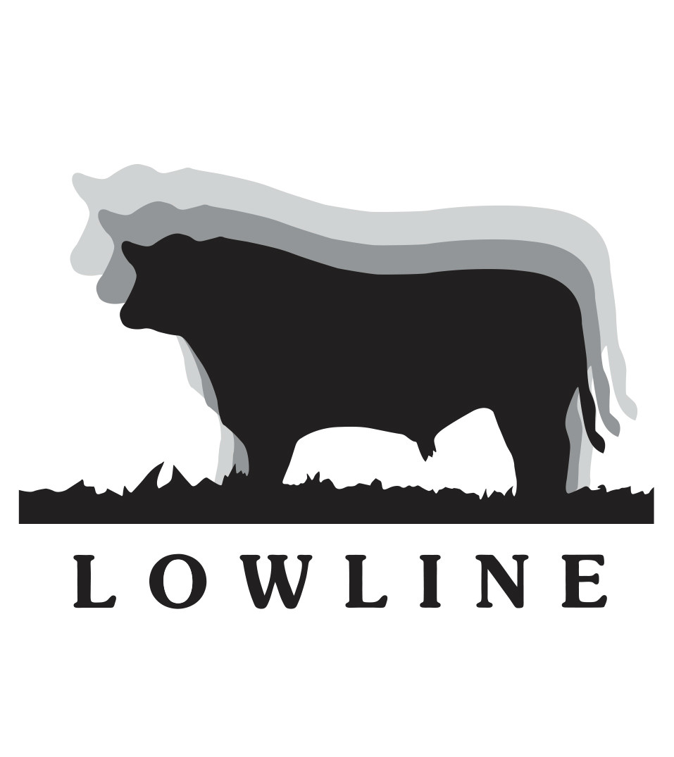 Lowline for Dairy-Beef - Lowland Park Lowline Stud, Waikato, New Zealand